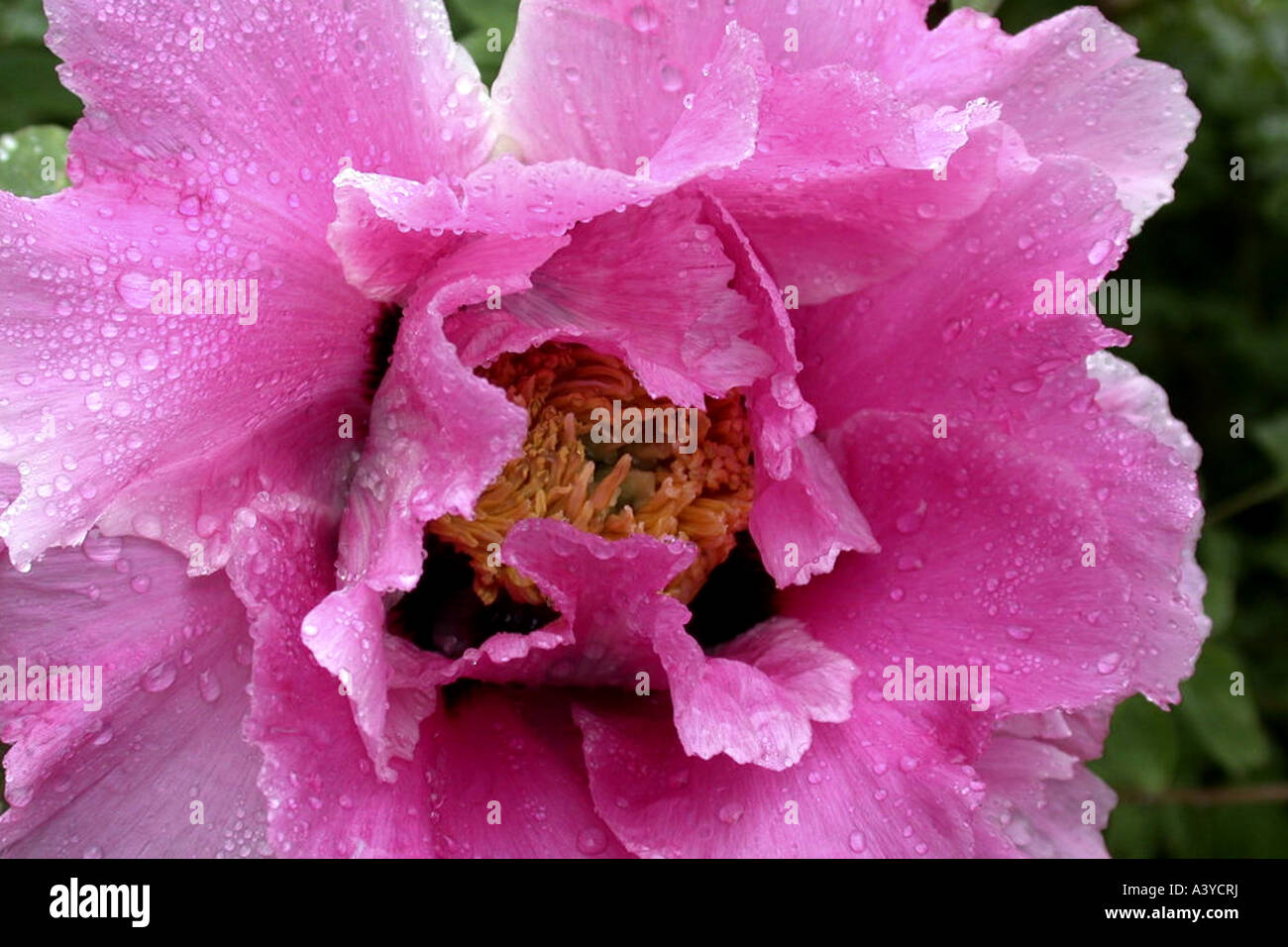 tree peony (Paeonia suffruticosa), national flower of China, flower ...