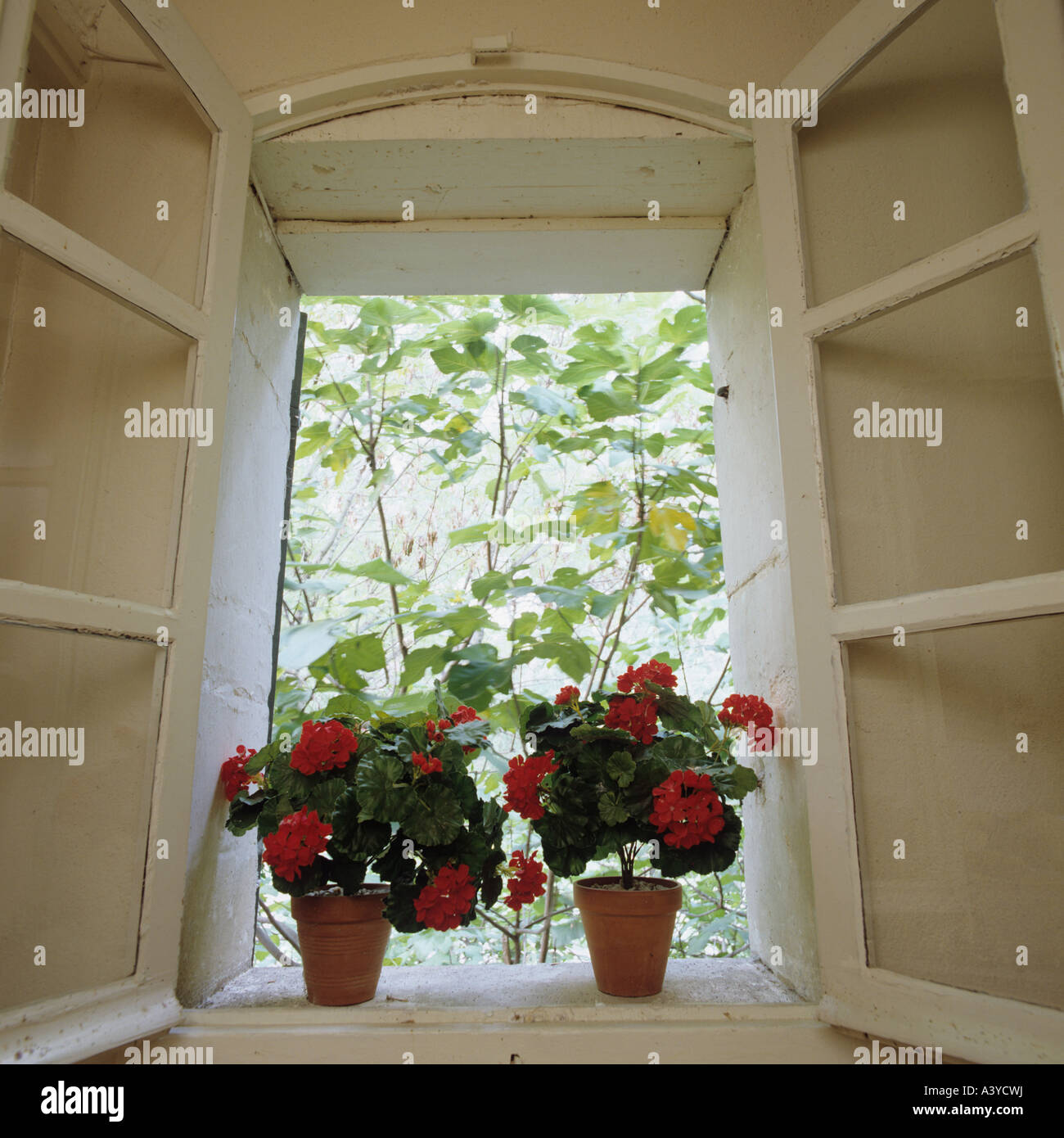 Terracotta pots with flowering geraniums in an open window Stock Photo ...