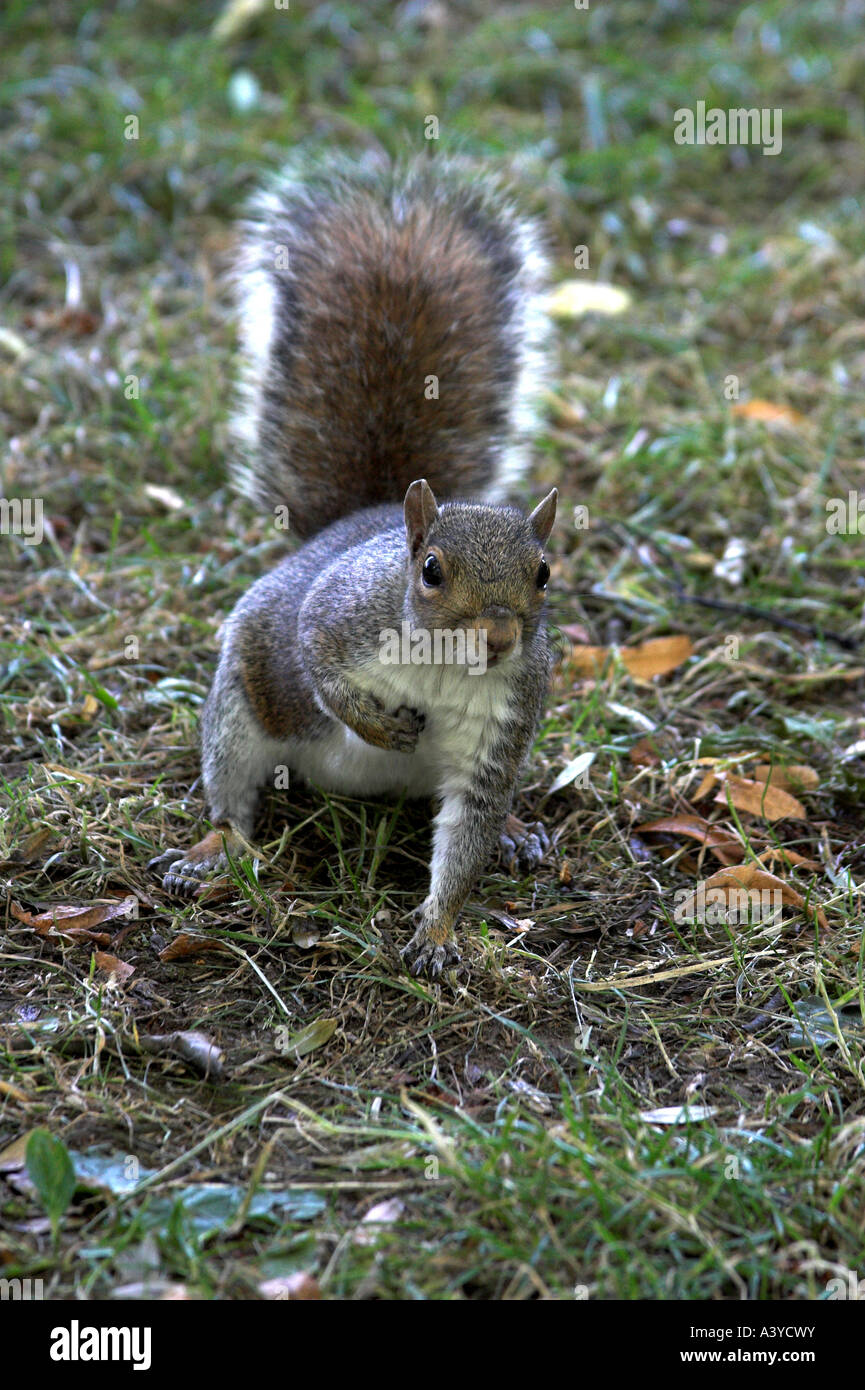 Squirrel leg grey hi-res stock photography and images - Alamy