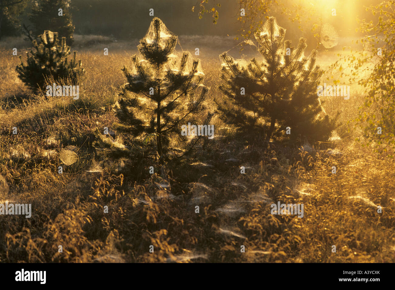 Scotch pine, scots pine (Pinus sylvestris), young trees covered with ...