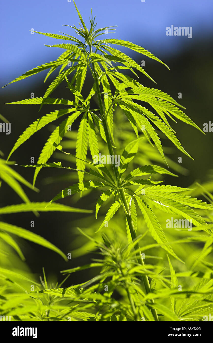 Indian hemp, marijuana, mary jane (Cannabis sativa), Germany, Baden-Wuerttemberg Stock Photo - Alamy
