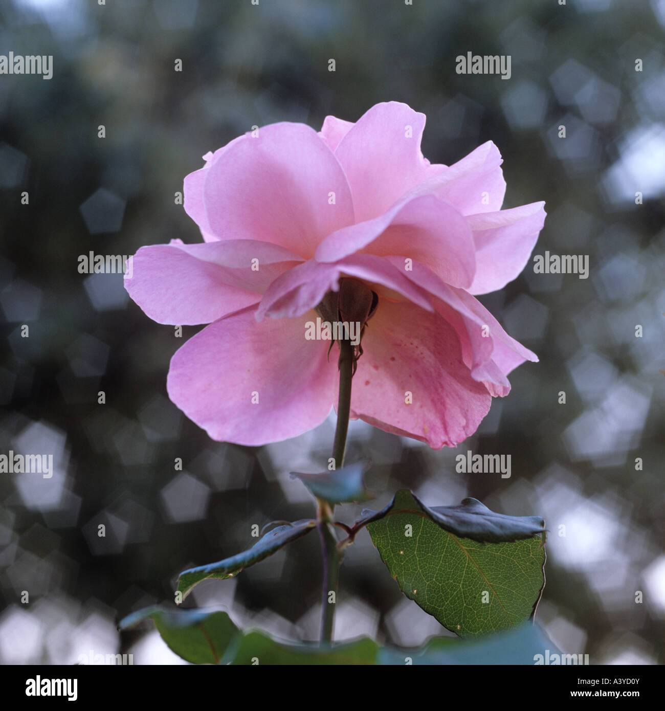a pink rose head Stock Photo - Alamy