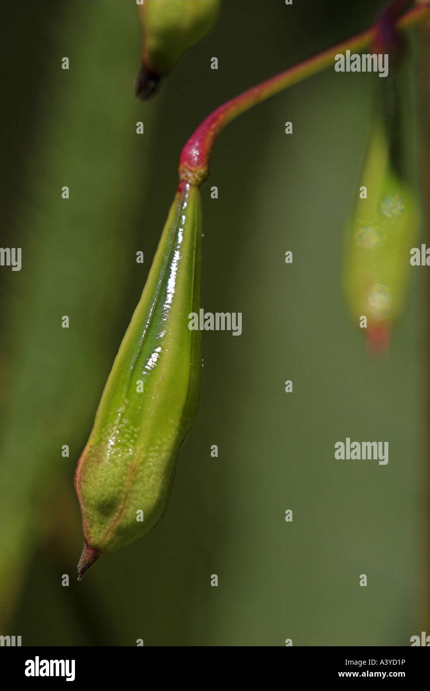 Mechanism of explosive seed dispersal hi-res stock photography and images - Alamy