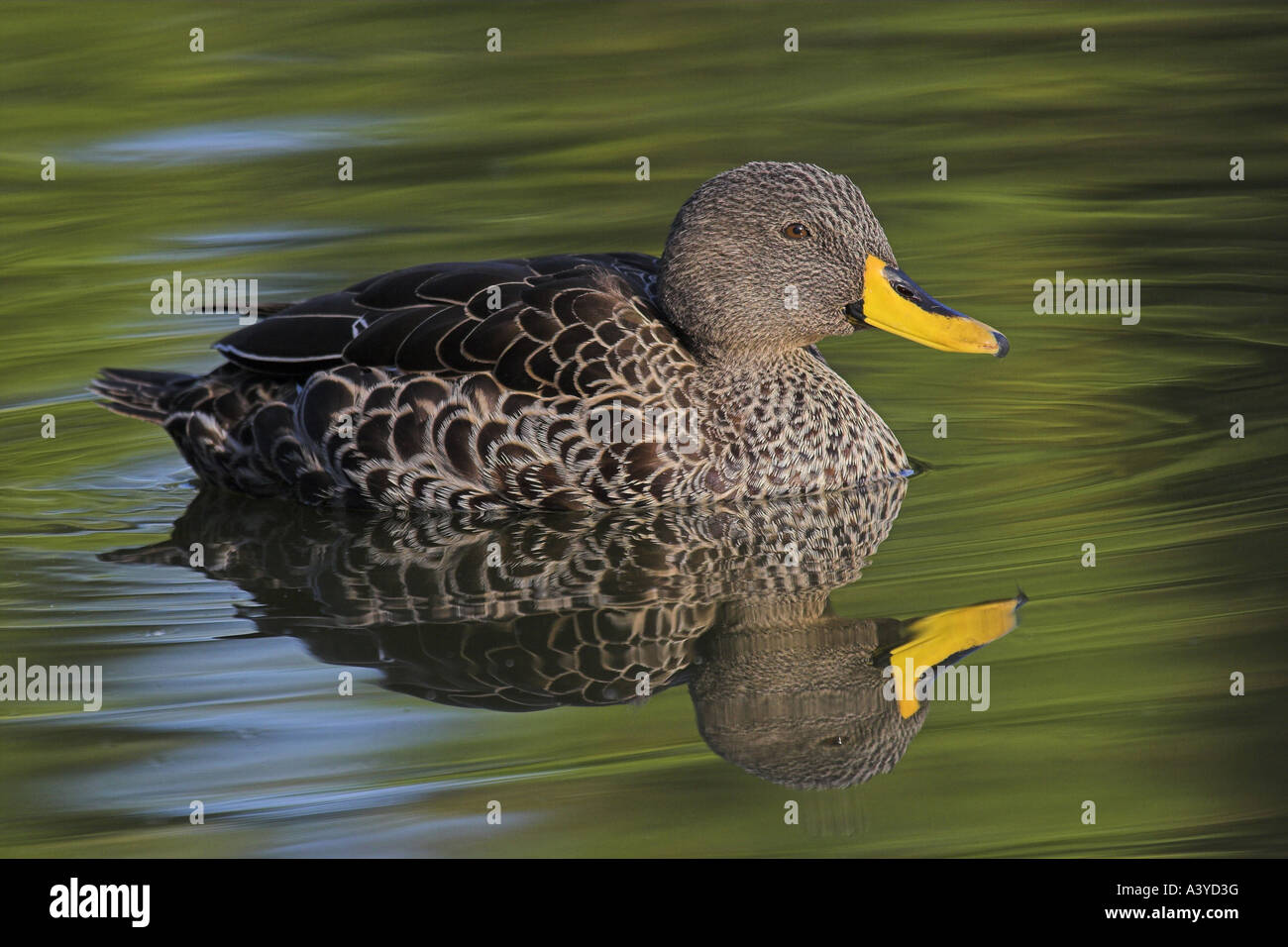 Males yellow beaks hi-res stock photography and images - Alamy