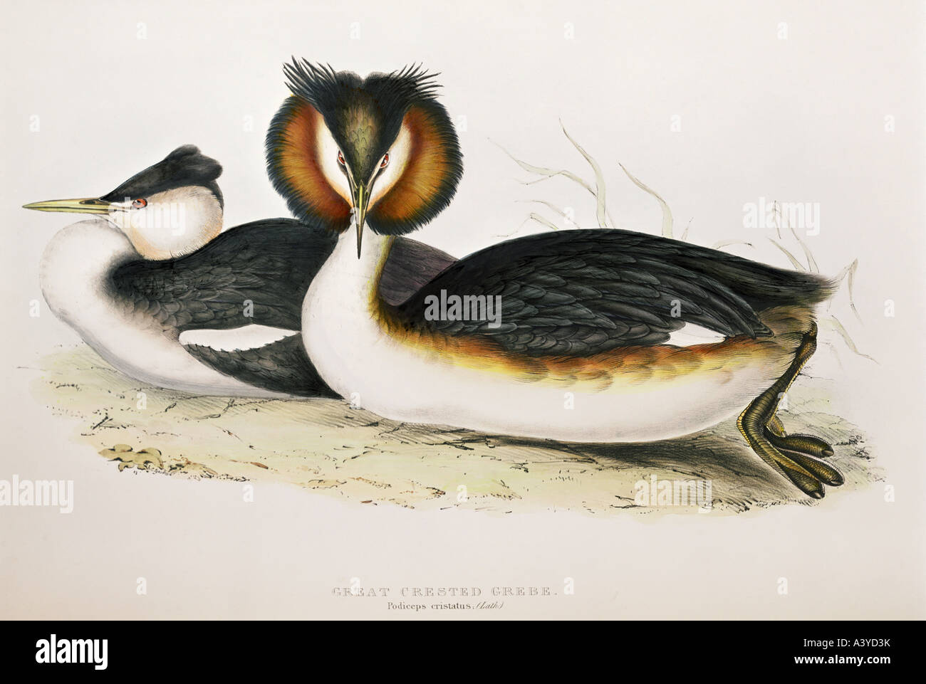 zoology / animal, avian / bird, podicipedidae, great crested grebe ...