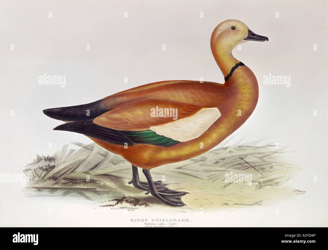 Ruddy colour hi-res stock photography and images - Alamy