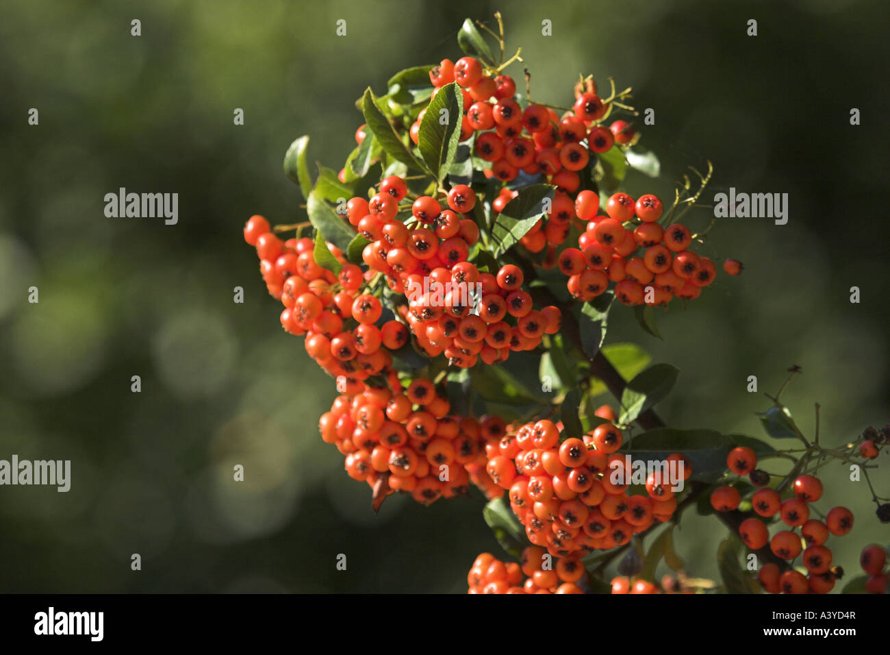 fire thorn, scarlet firethorn, burning bush (Pyracantha coccinea), twig ...