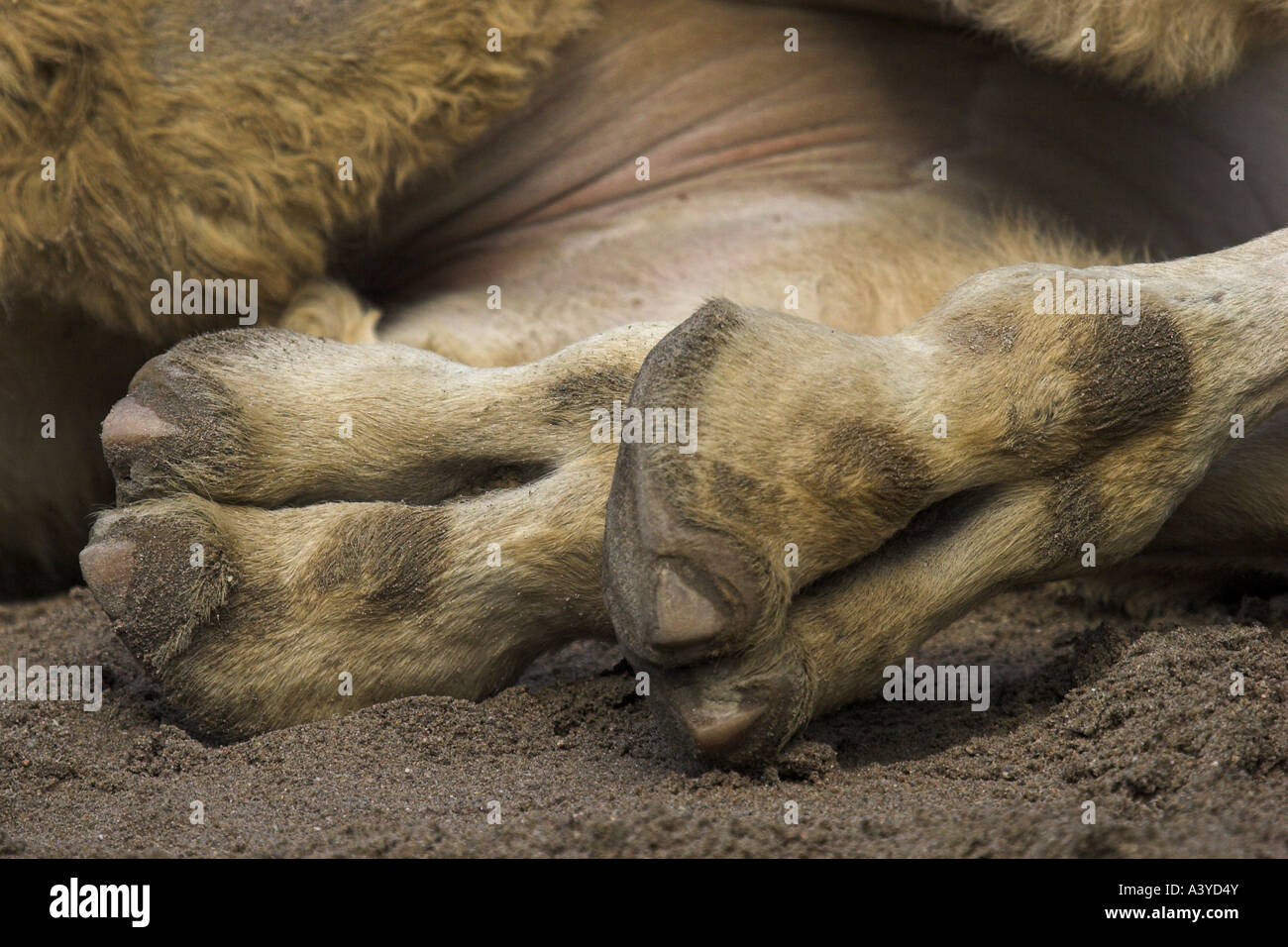 Camel foot close up hi-res stock photography and images - Alamy