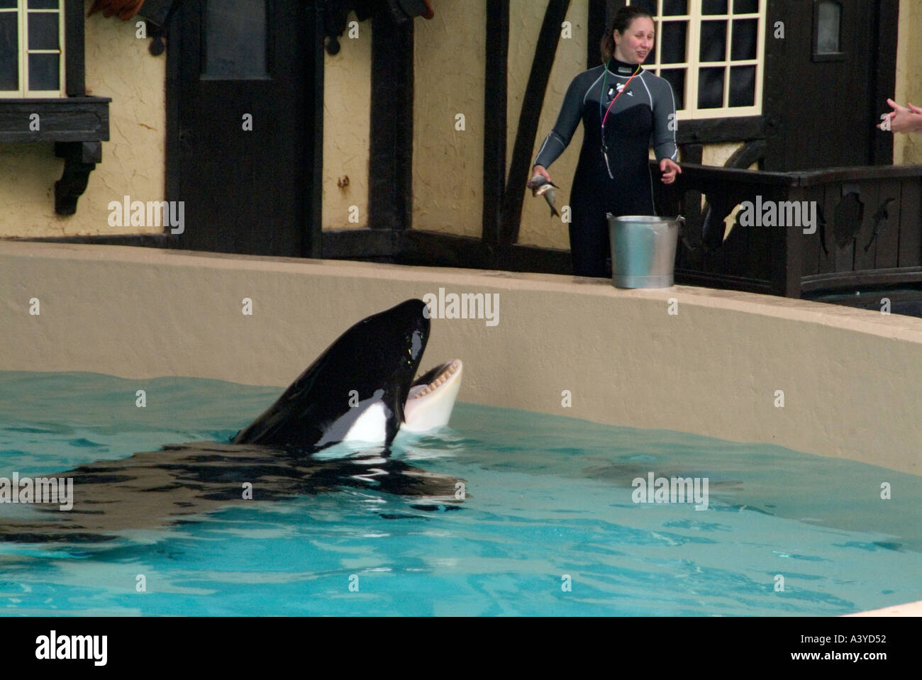 Killer whale rising out of pool in training area fed by trainers near ...