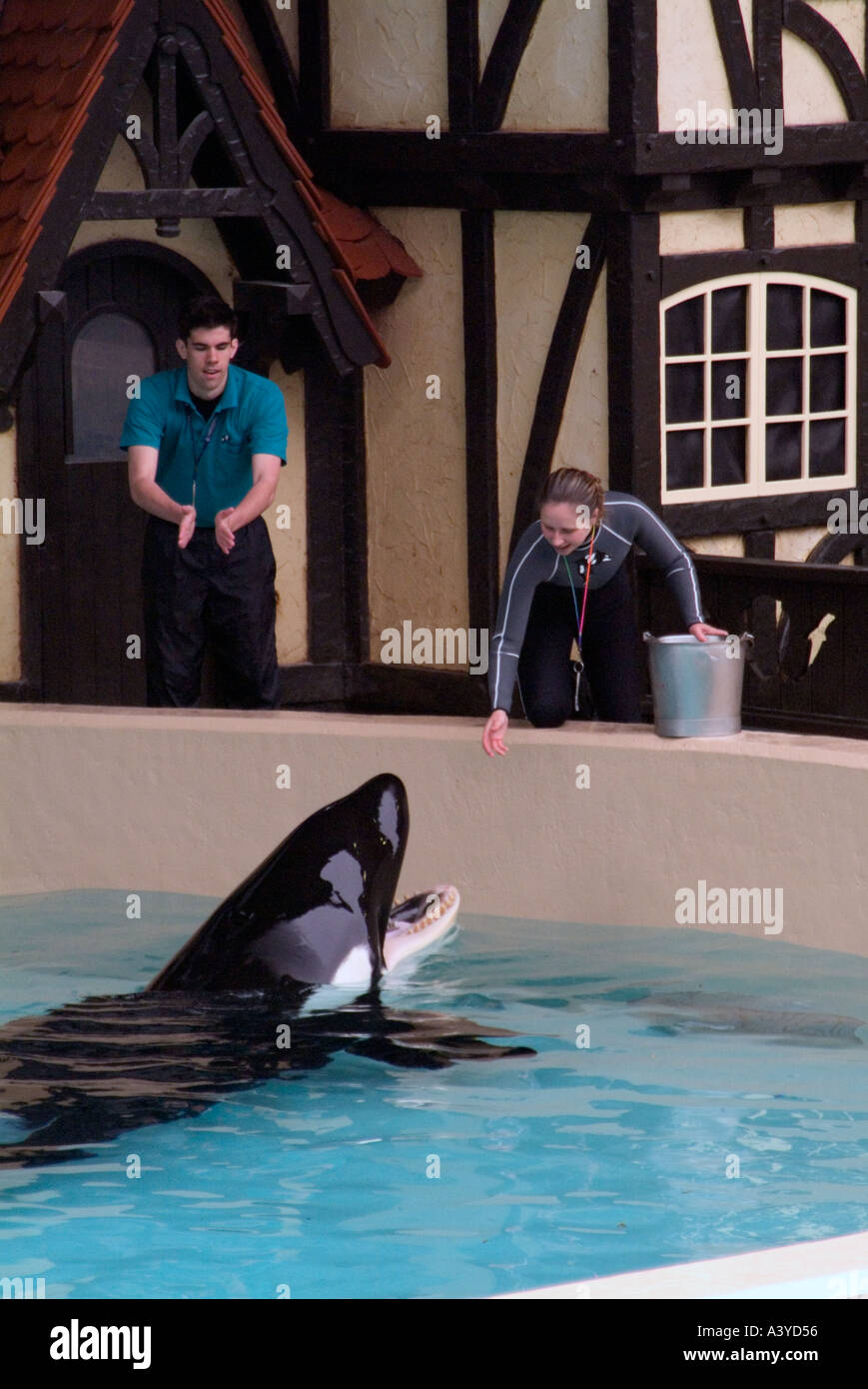 Killer whale rising out of pool in training area fed by trainors near ...
