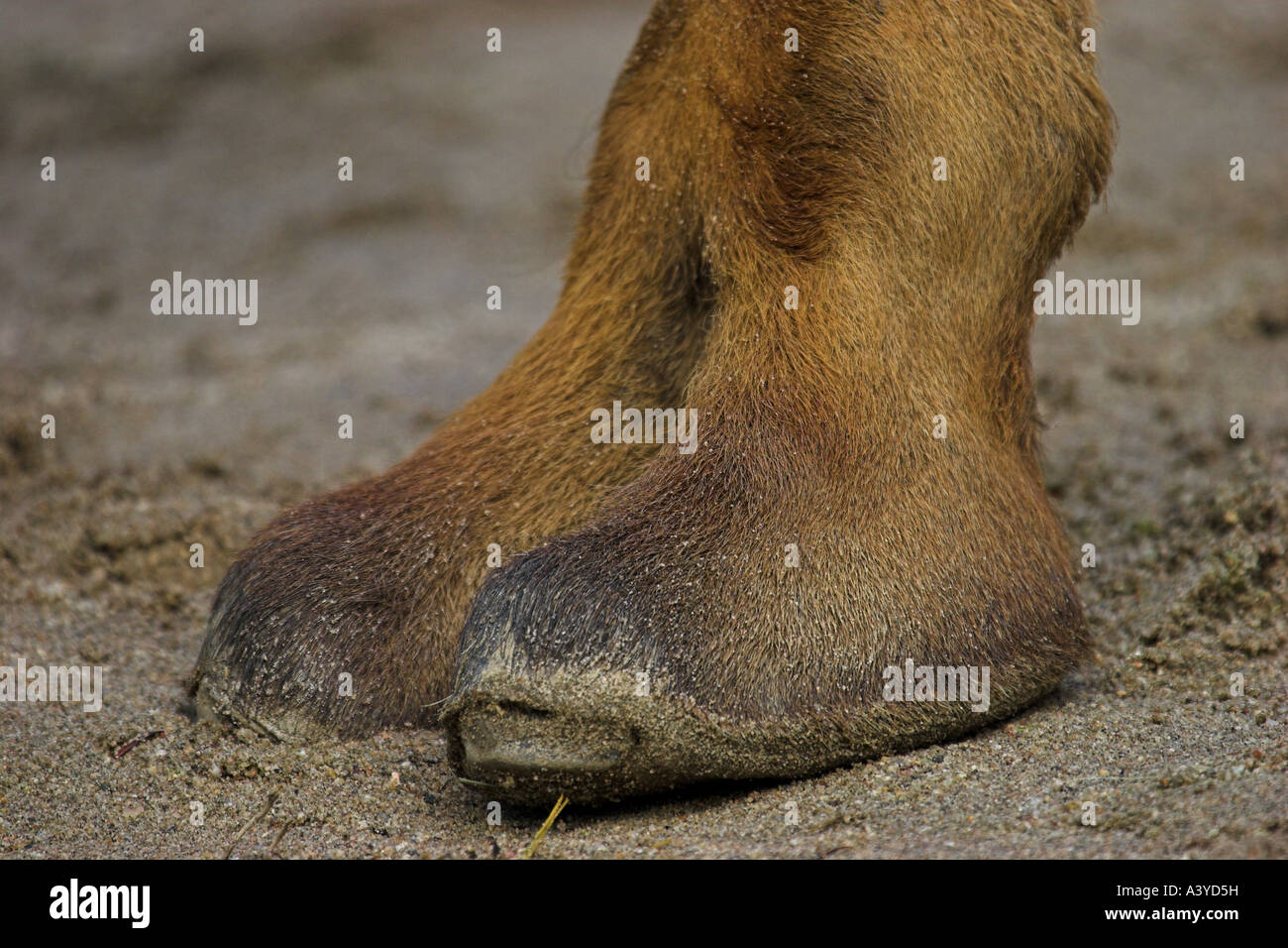 Camel foot close up hi-res stock photography and images - Alamy