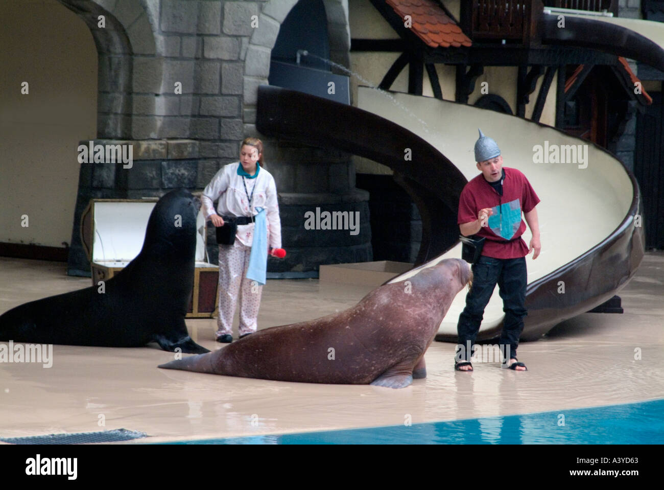 Two walruses with two trainers at front stage performance Marineland ...