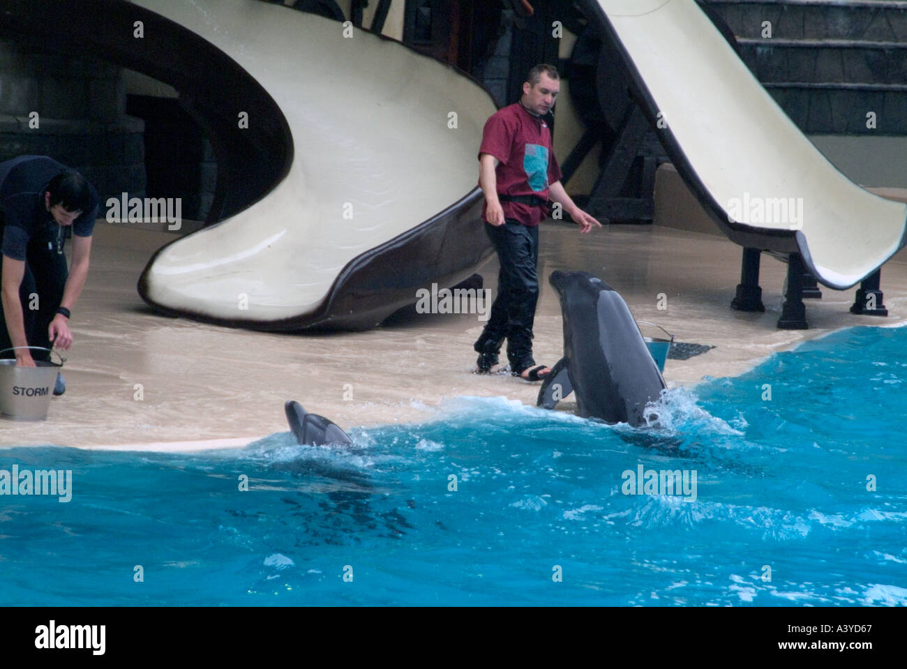 Two dolphins rising out of pool meeting two male trainers at front ...