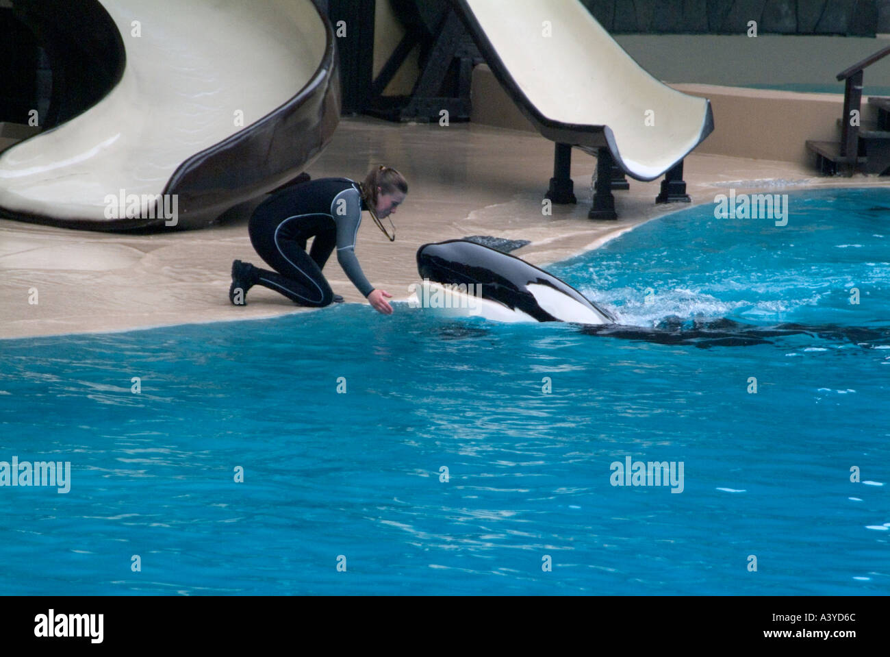 Female trainer leaning forward to killer whale in pool at front stage ...