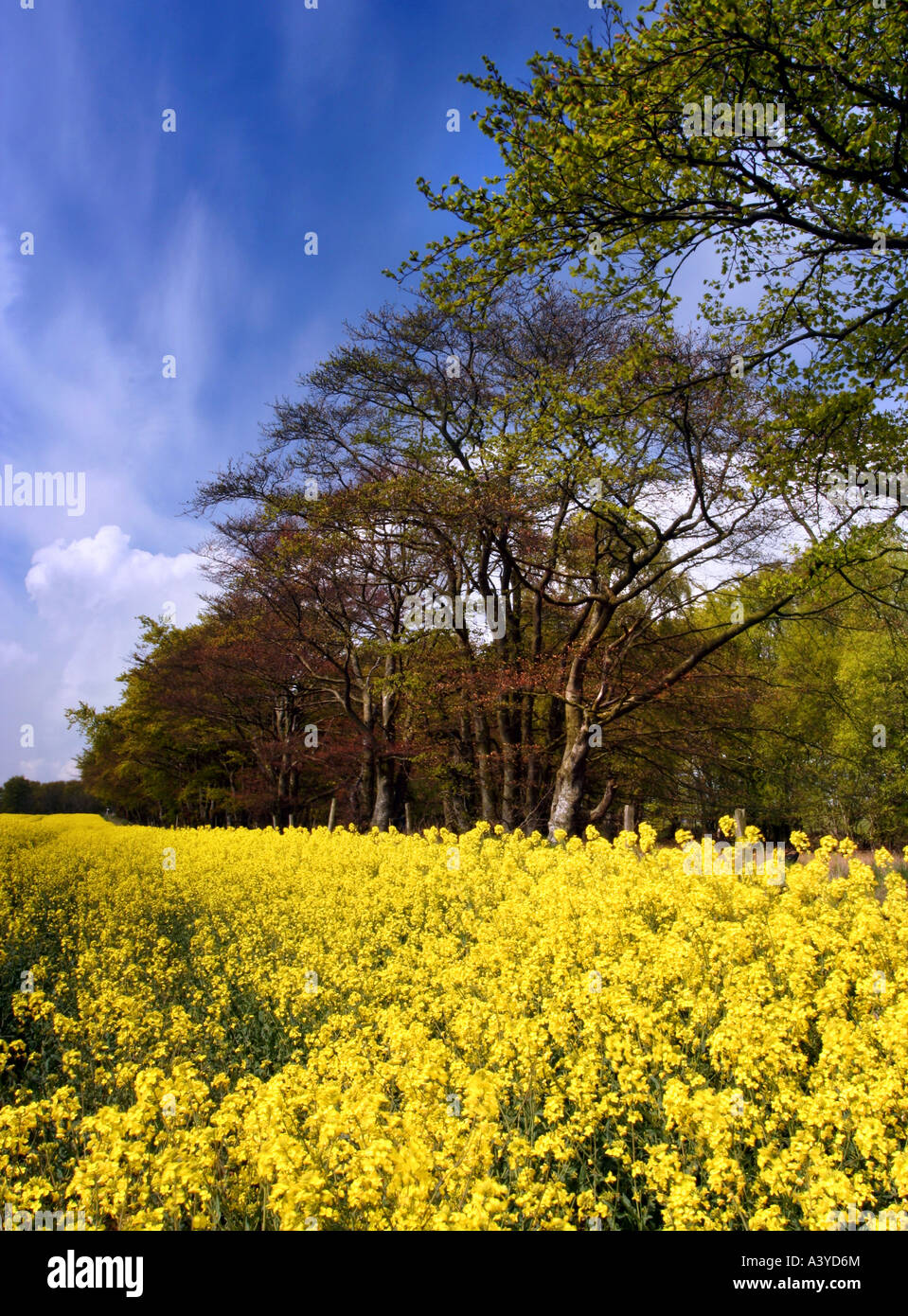 A vibrant image of a rapeseed field lined with trees with rich colours ...