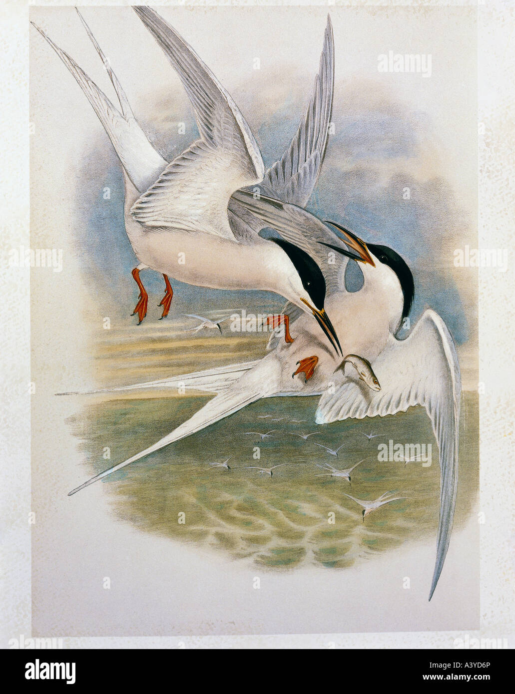 zoology / animal, avian / bird, sternidae, roseate tern, (sterna ...