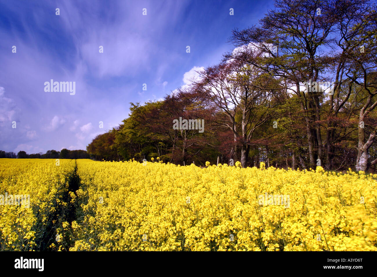 A vibrant image of a rapeseed field lined with trees with rich colours ...