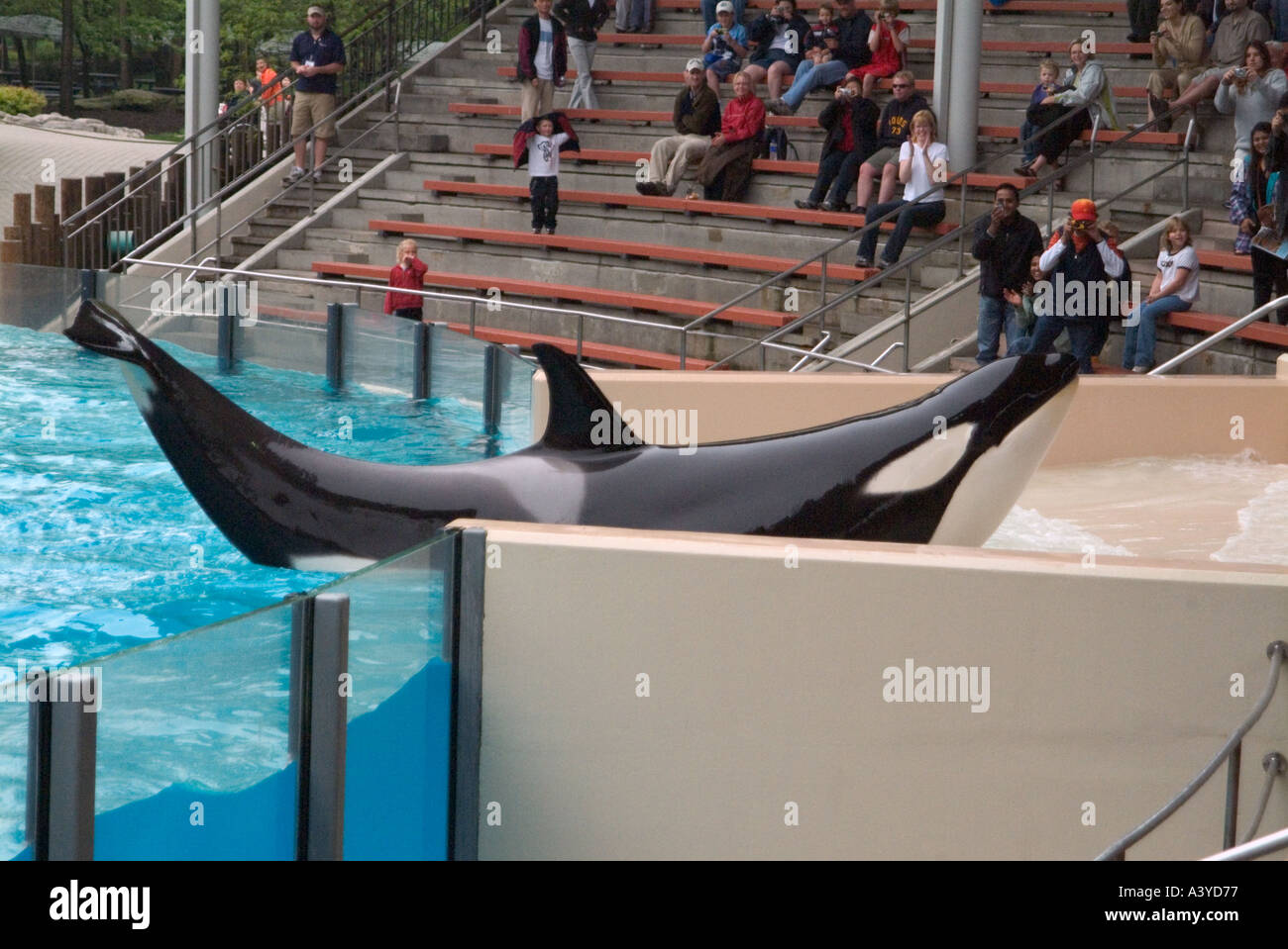 Killer whale out of pool on platform facing spectators Marineland ...