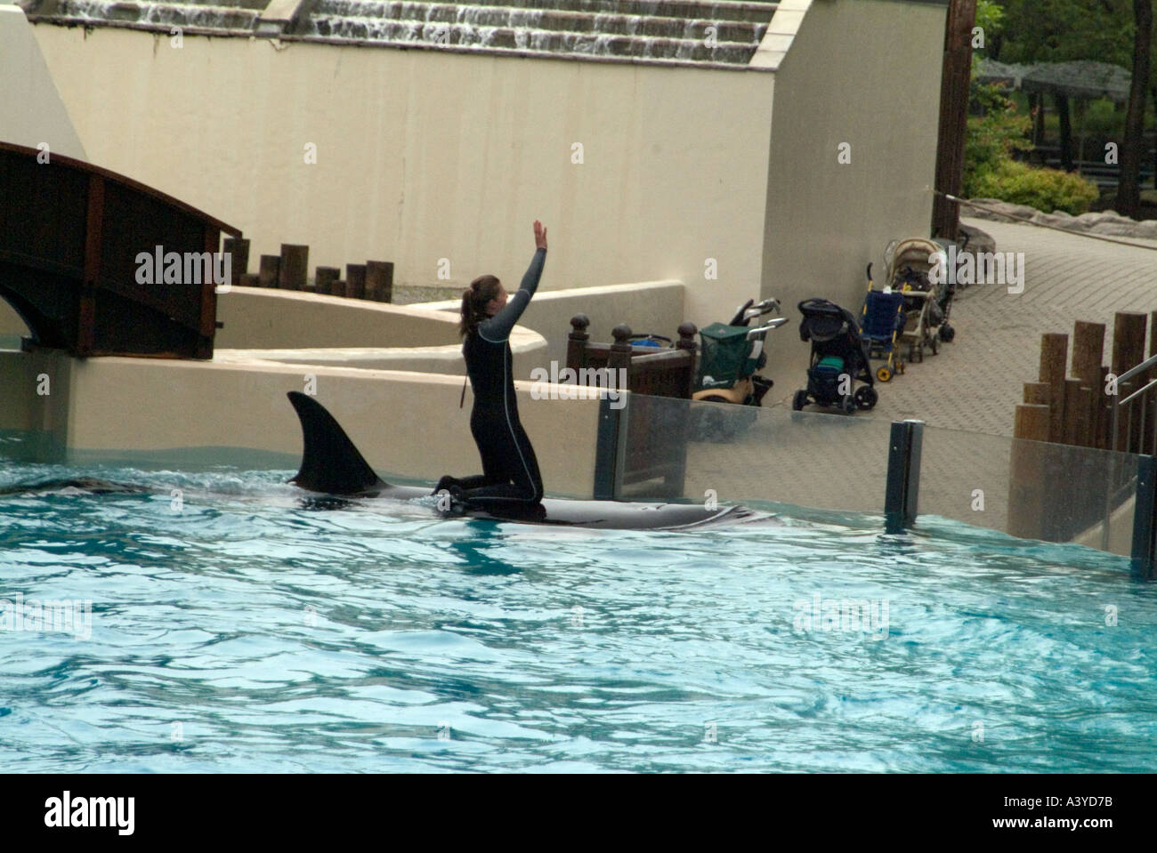 Killer whale swimming in pool female trainer standing two knees on back ...
