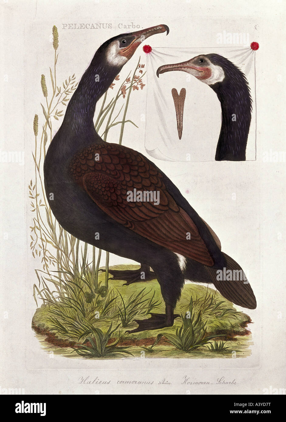 zoology / animal, avian / bird, phalacrocoracidae, great cormorant ...