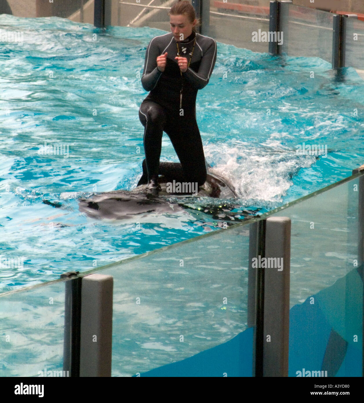 Killer whale swimming in pool female trainer standing one knee on back ...
