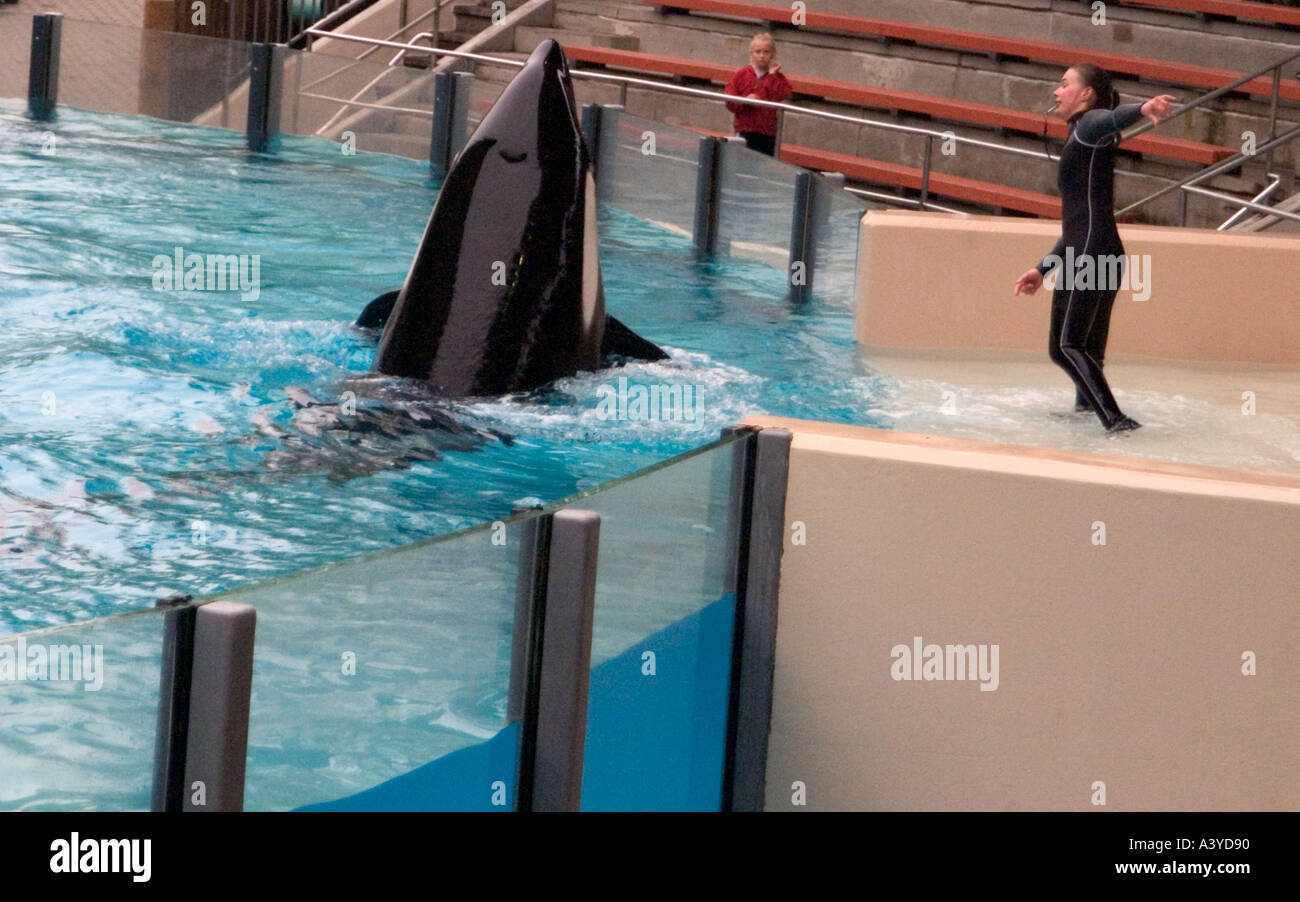Killer whale in pool head upright facing female trainer on platform ...