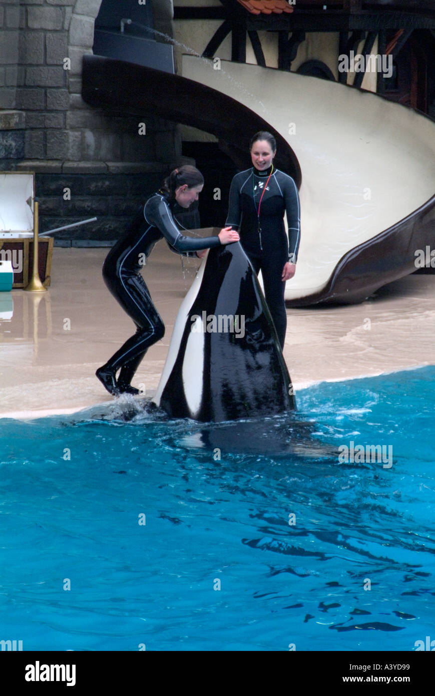 Killer whale rising out of pool meeting two female trainers at front ...