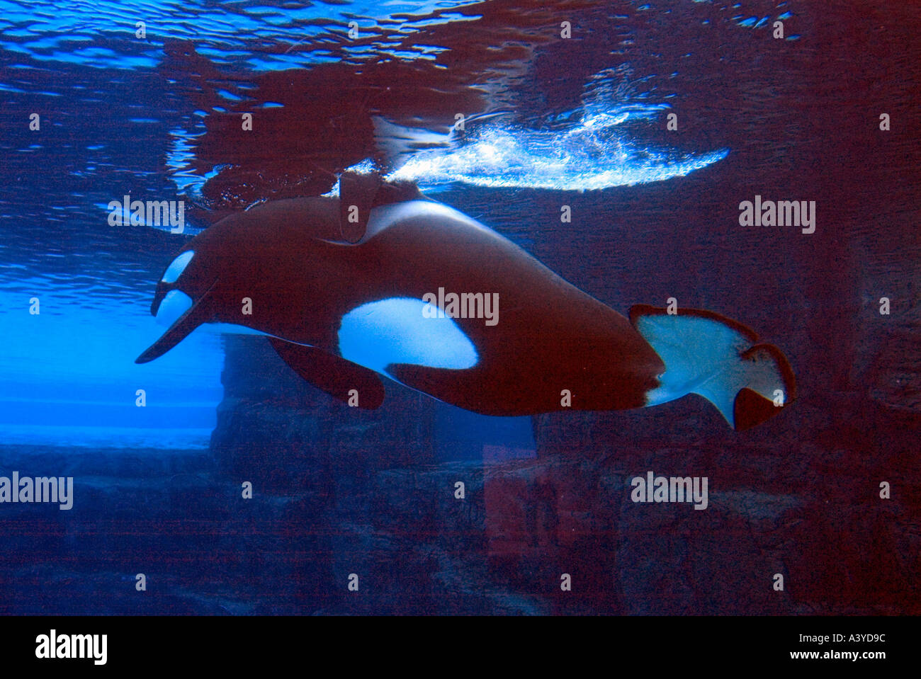 Killer whale swimming underneath top pool Marineland Niagara Falls ...