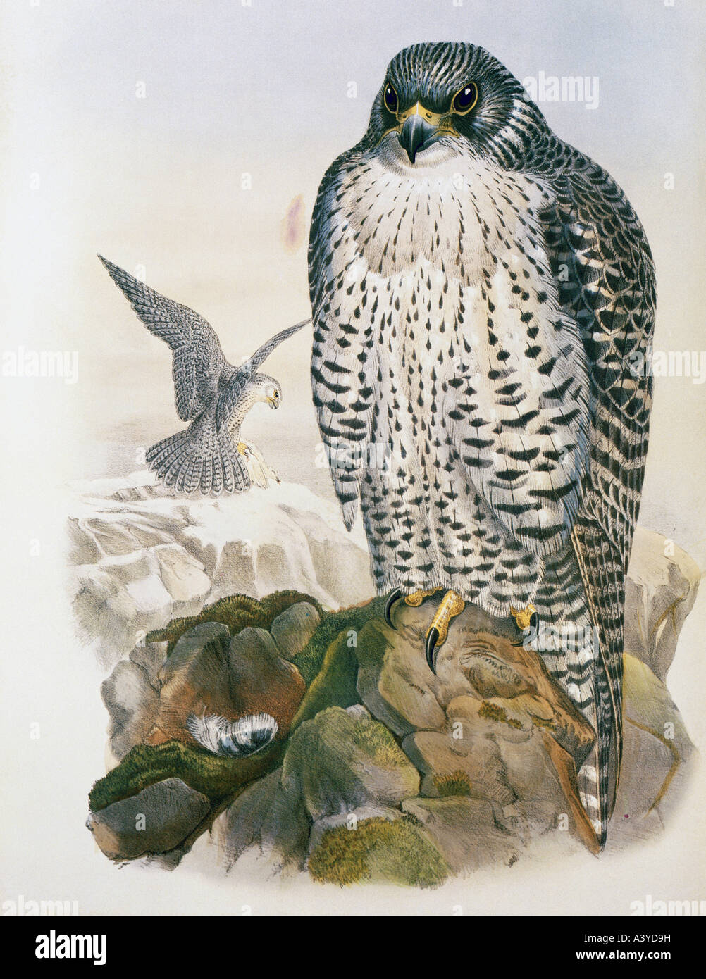zoology / animal, avian / bird, falconidae, iceland falcon, (falco ...