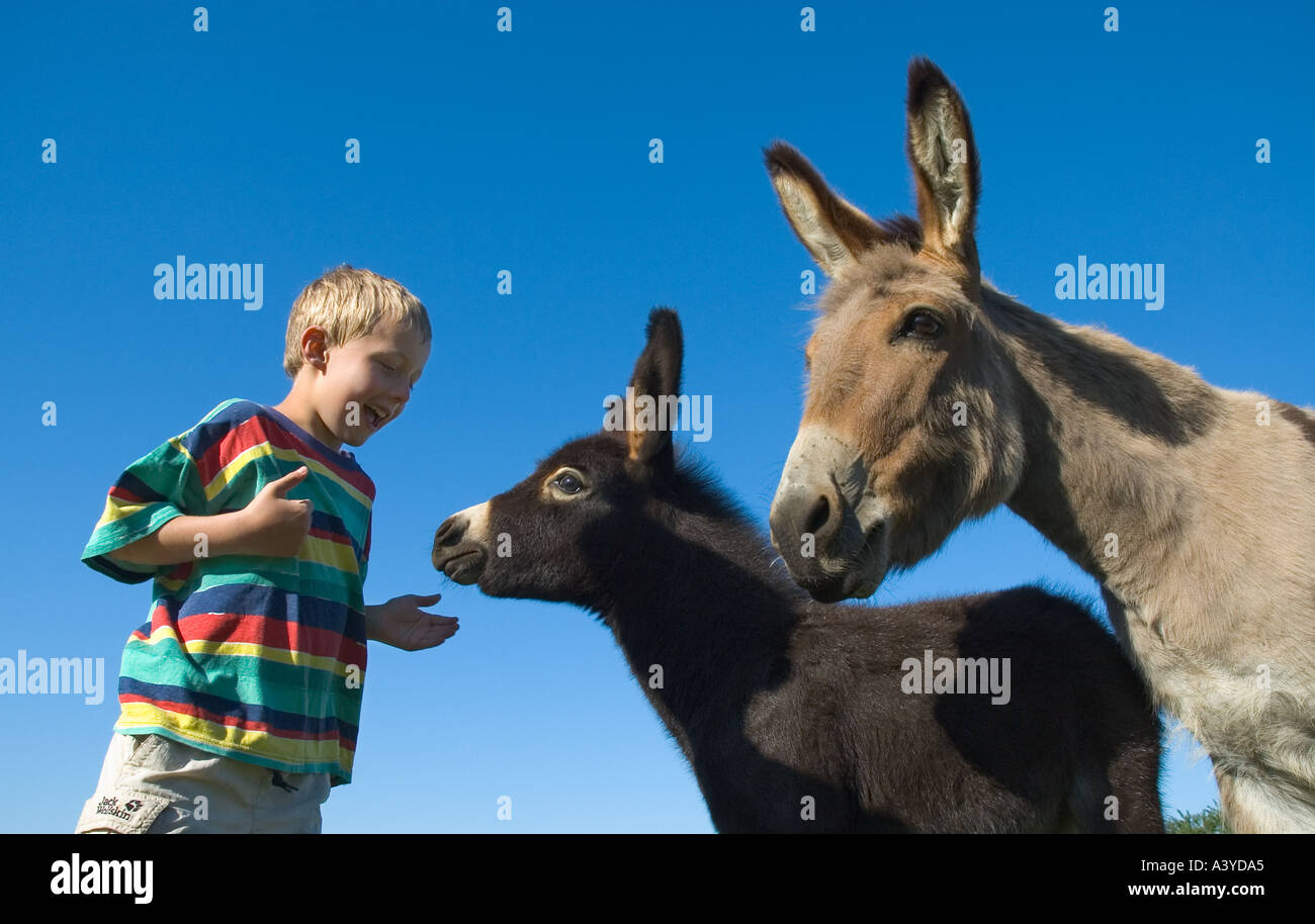 A six year old boy would like to stroke a a young donkey Stock Photo ...