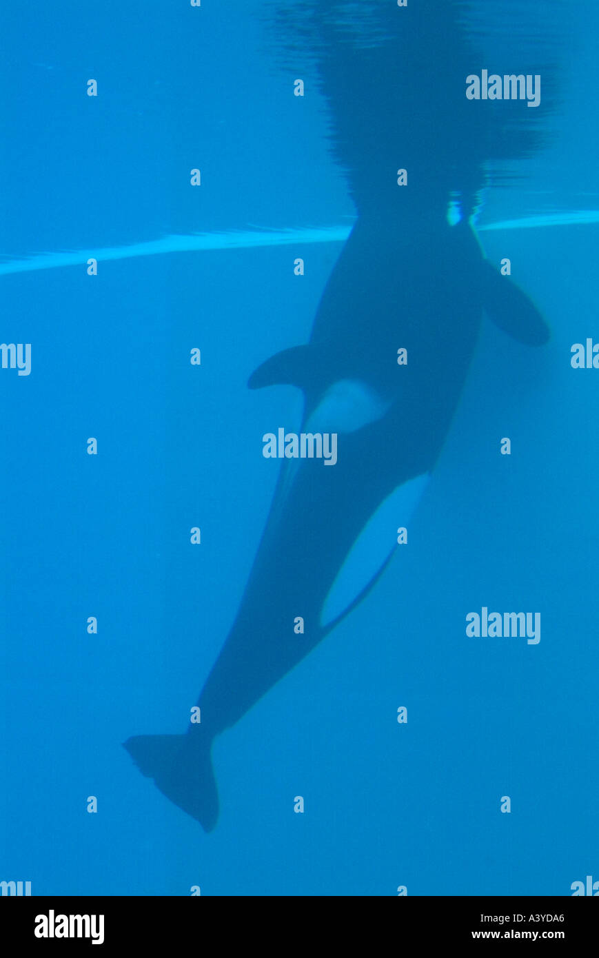 Killer whale surfacing in pool Marineland Toronto Canada Stock Photo ...