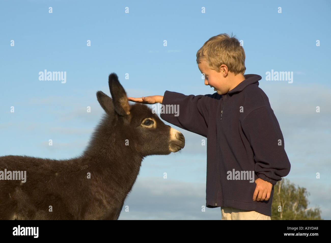 MR A six year old boy stroking a a young donkey Stock Photo - Alamy