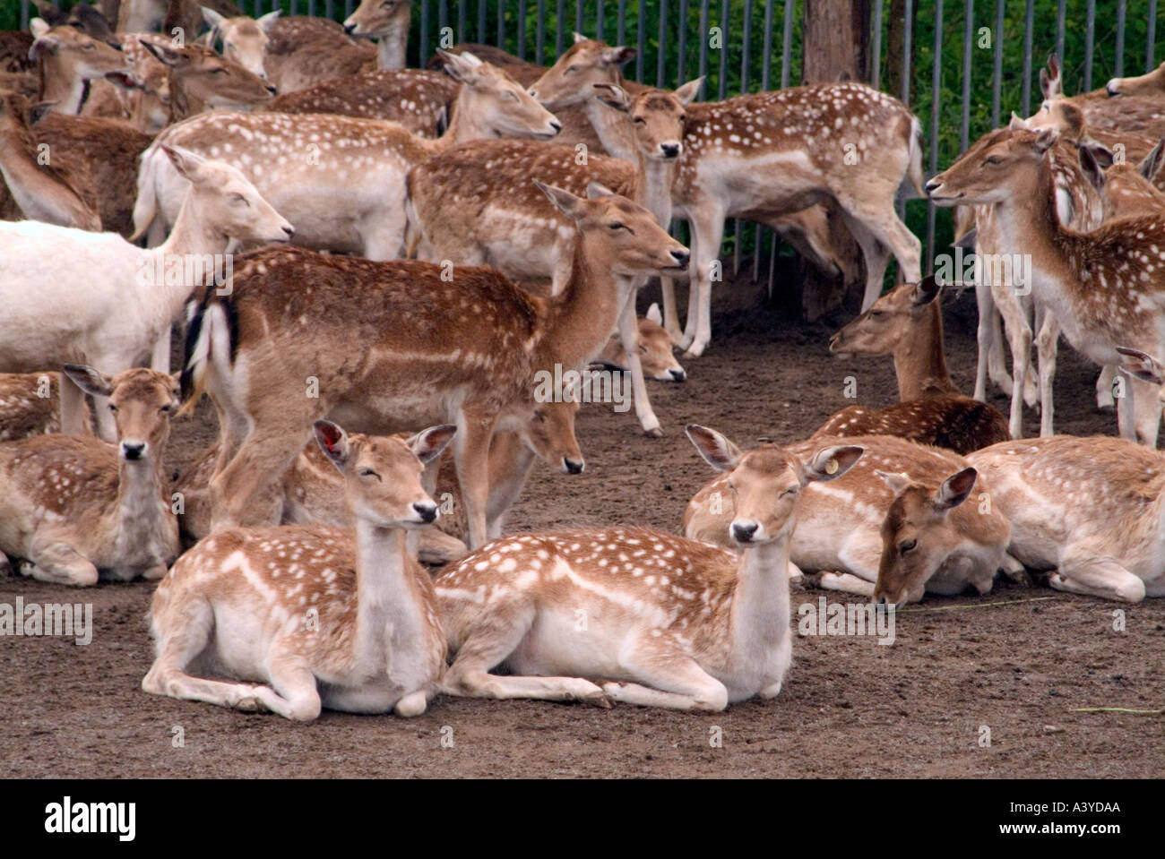 Deer herd resting in park Marineland Toronto Canada Stock Photo - Alamy