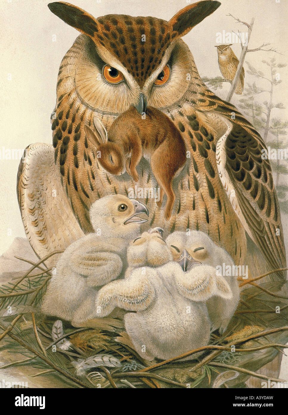 Eurasian eagle owl and rabbit hi-res stock photography and images - Alamy