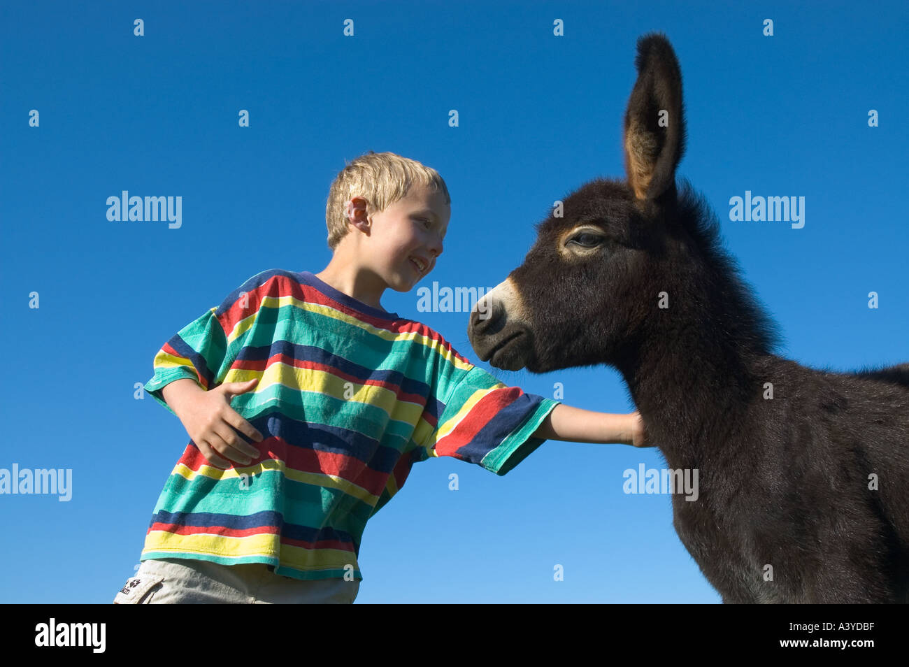 MR A six year old boy stroking a a young donkey Stock Photo - Alamy
