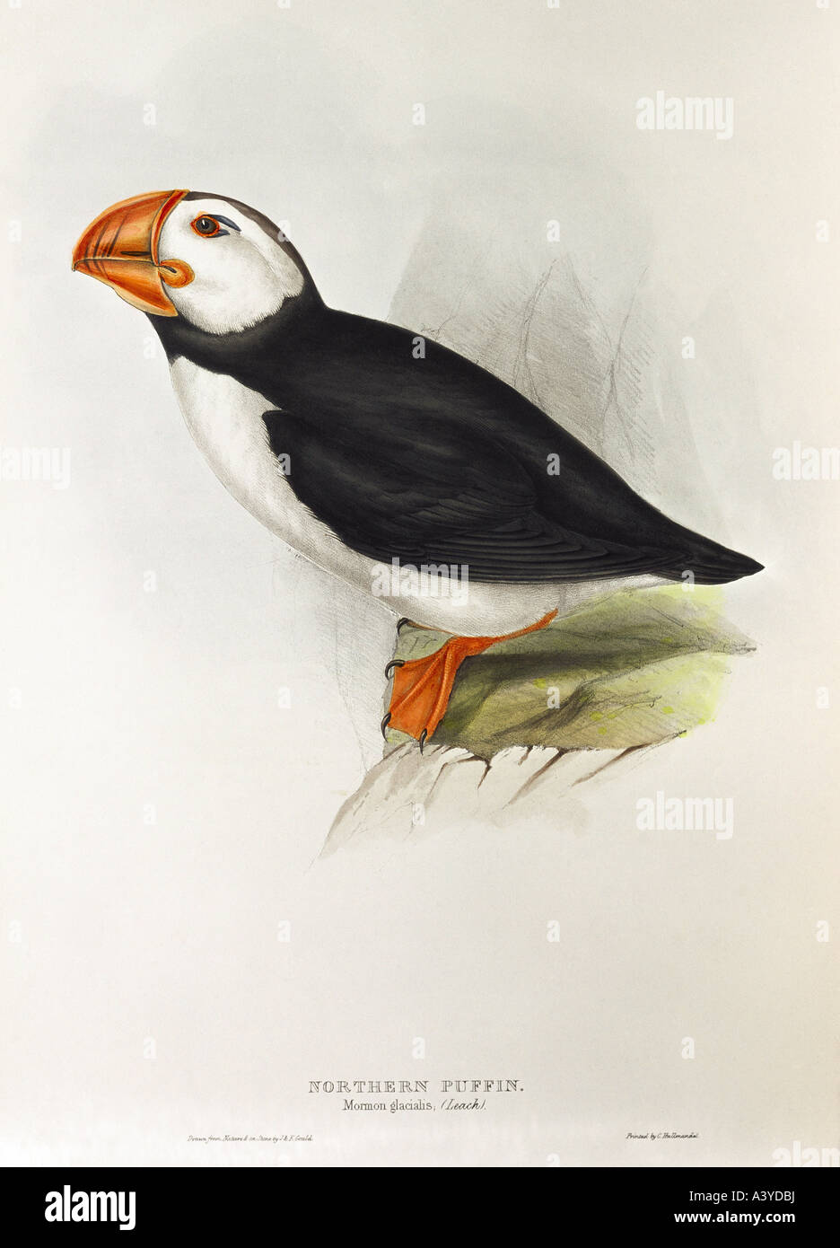 zoology / animal, avian / bird, alcidae, atlantic puffin, (fratercula ...