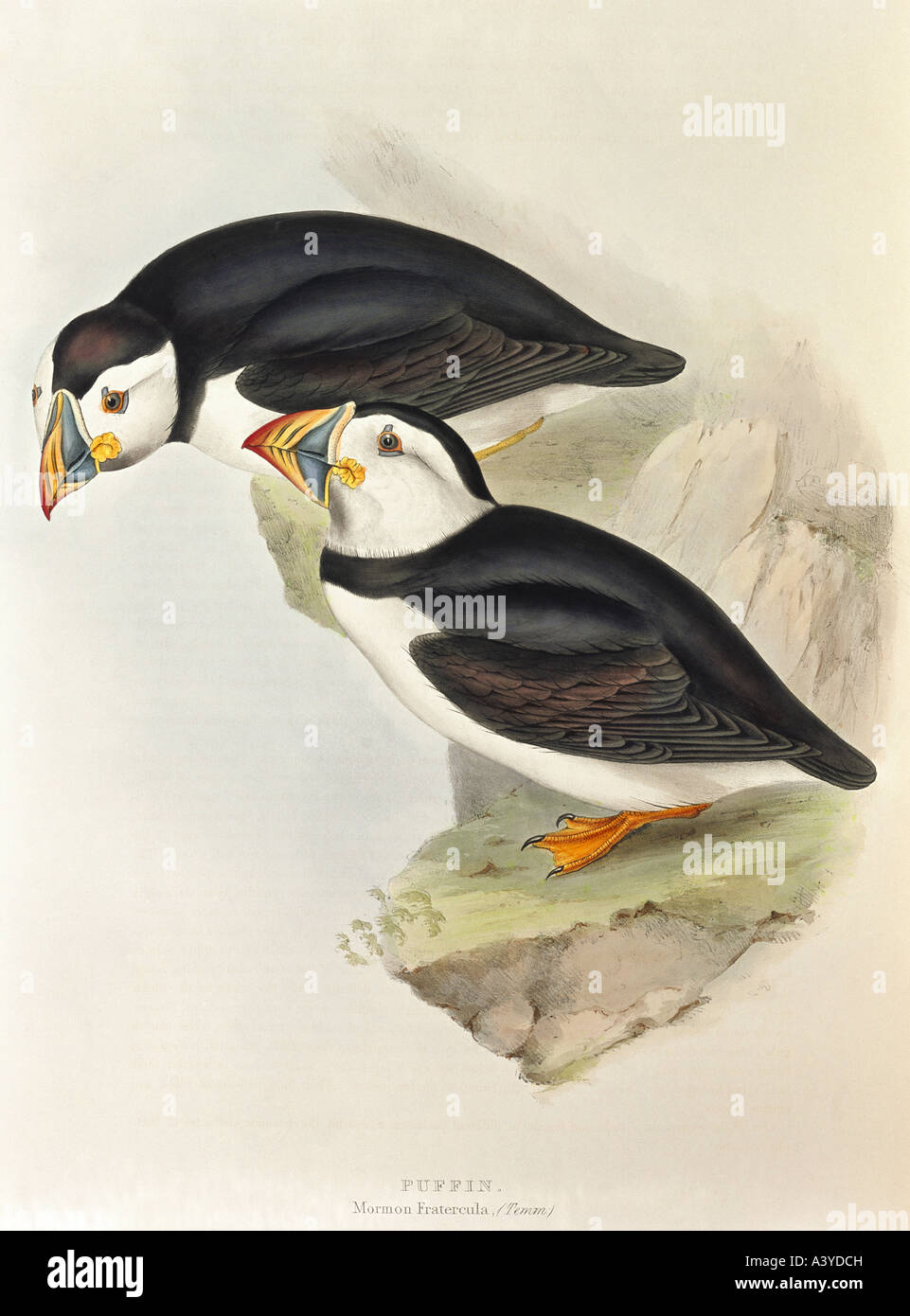 zoology / animal, avian / bird, alcidae, puffin, (fratercula), colour ...