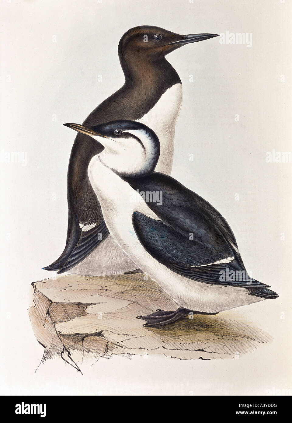 zoology / animal, avian / bird, alcidae, common guillemot, (uria aalge ...
