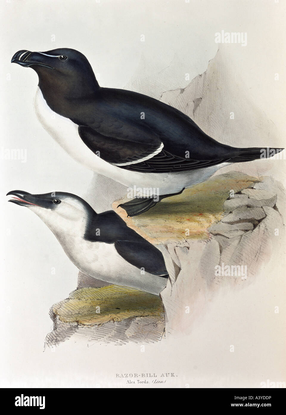 Razorbill britain hi-res stock photography and images - Alamy