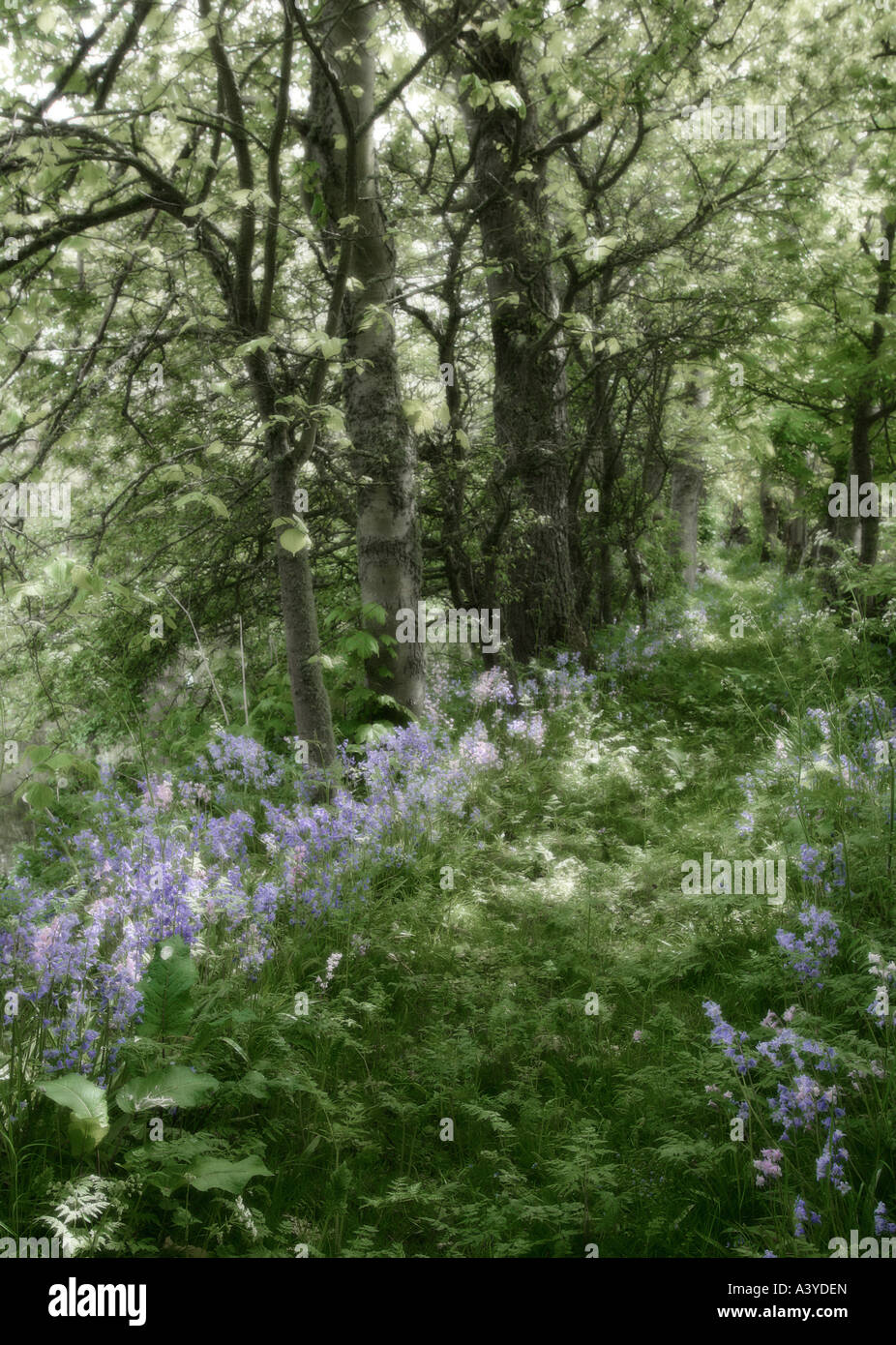 A vibrant spring woodland scene with rich colours and flora Stock Photo ...