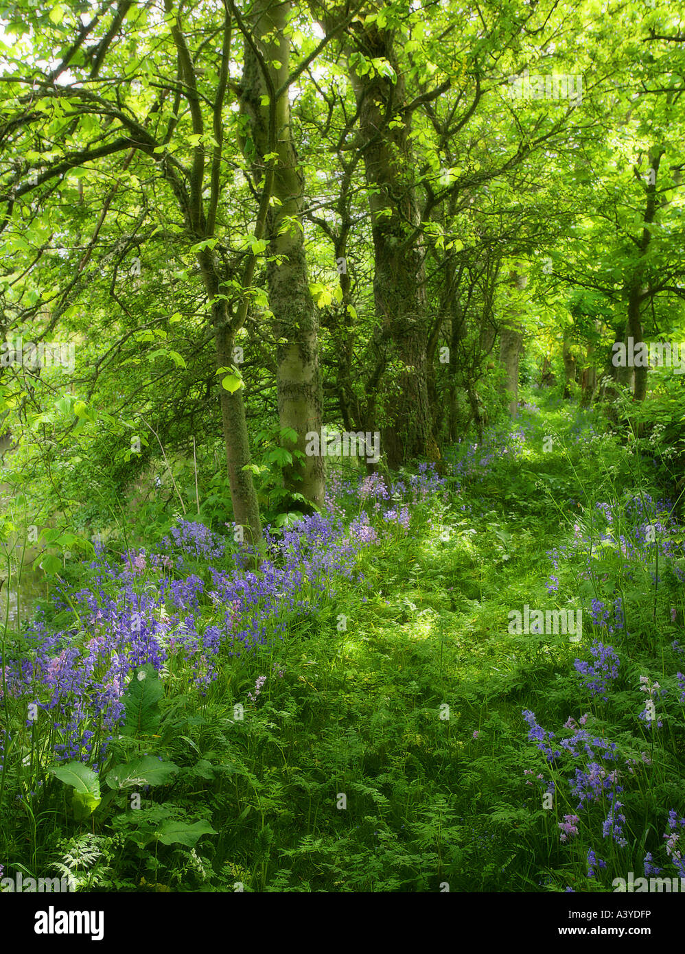 A vibrant spring woodland scene with rich colours and flora Stock Photo ...