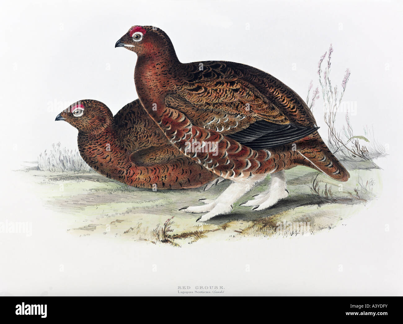 zoology / animal, avian / bird, tetraonidae, red grouse, (lagopus ...