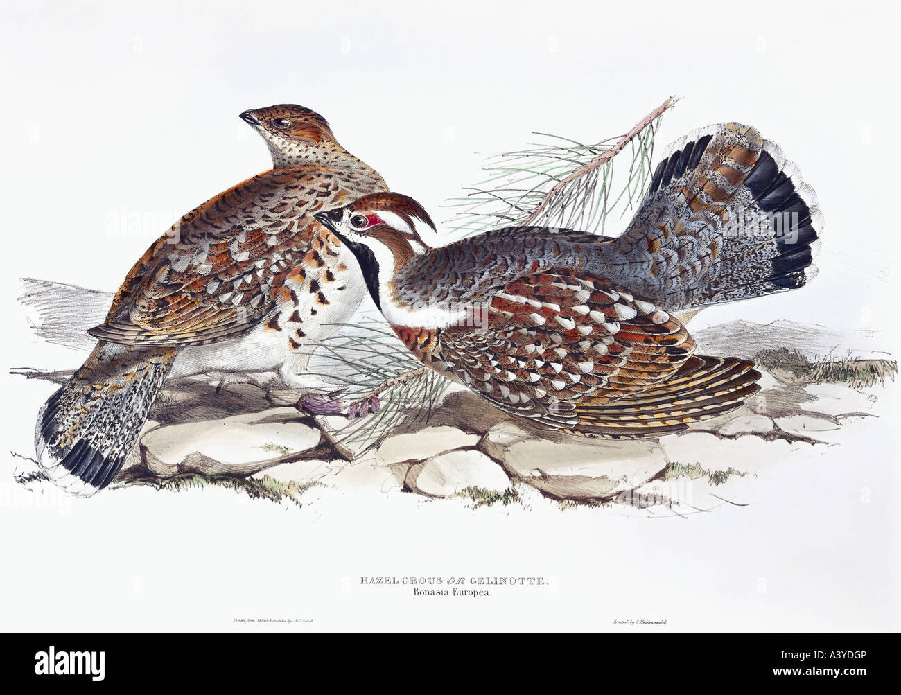 Animal lithograph Cut Out Stock Images & Pictures - Alamy