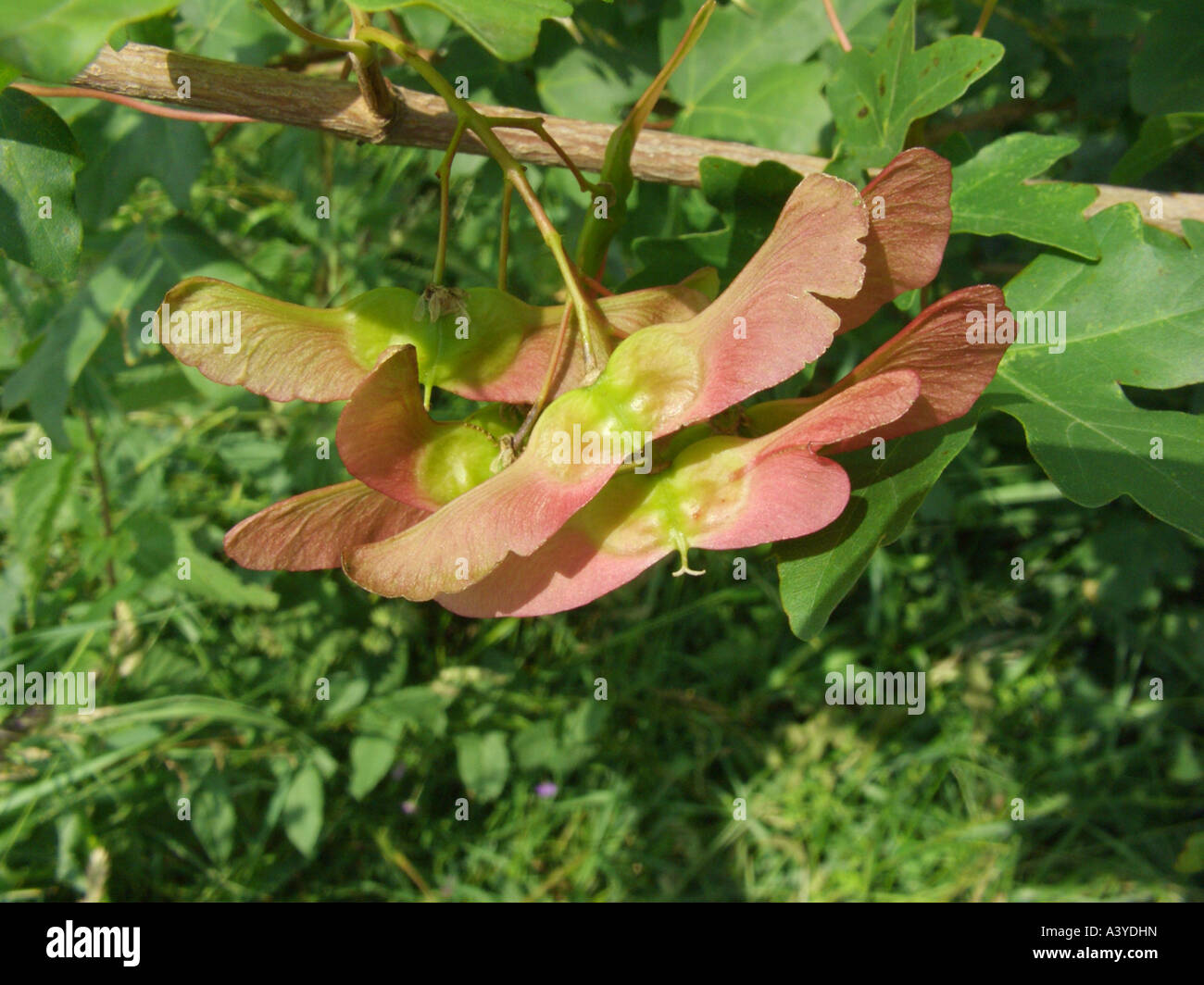 field maple, common maple (Acer campestre), ripe fruits Stock Photo - Alamy