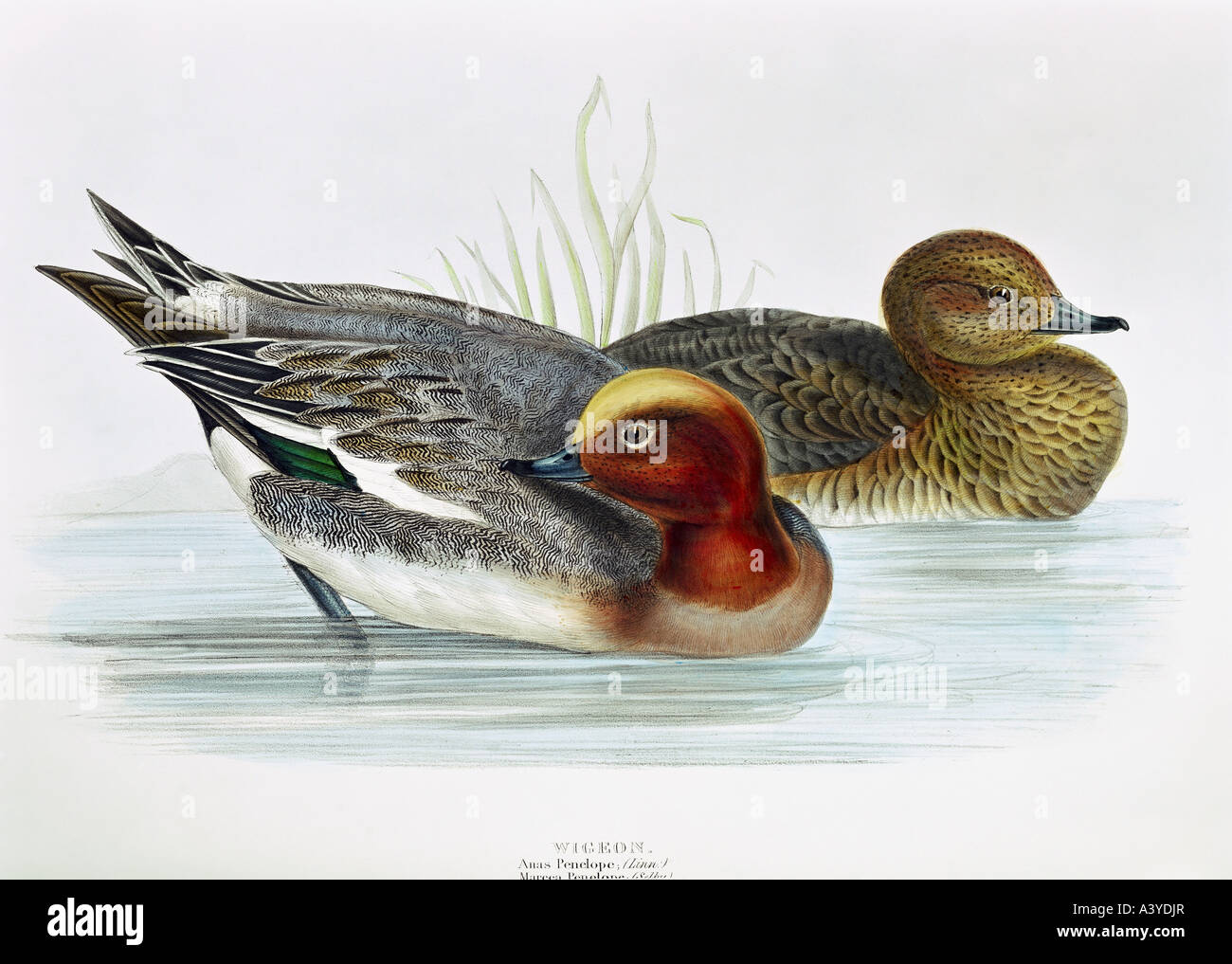 zoology / animal, avian / bird, anatidae, wigeon, (anas penelope ...
