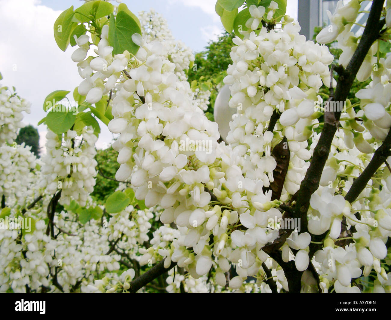 Cercis siliquastrum alba hi-res stock photography and images - Alamy
