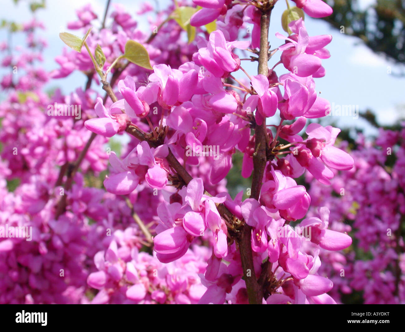 Chinese Redbud (Cercis chinensis), blooming Stock Photo - Alamy