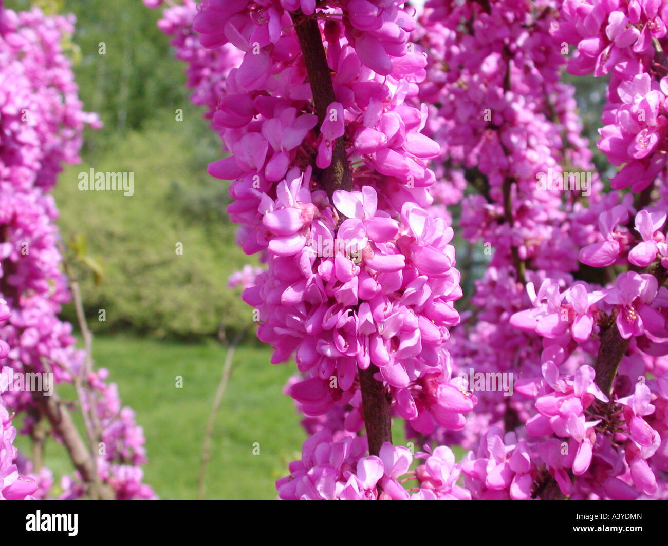 Chinese redbud hi-res stock photography and images - Alamy
