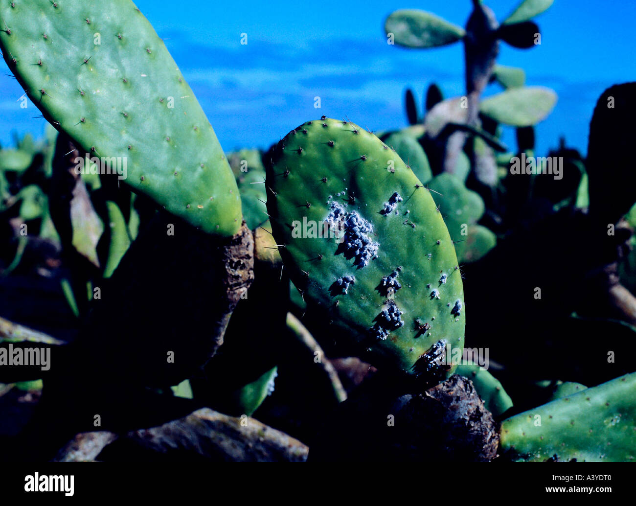 Cochineal Insect Stock Photos & Cochineal Insect Stock Images - Alamy