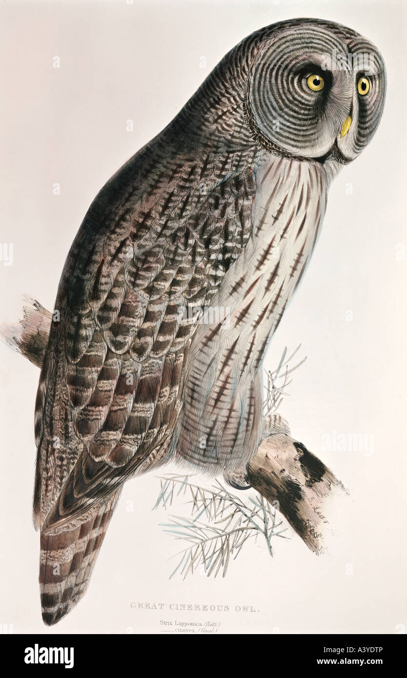 Strix nebulosa lapponica hi-res stock photography and images - Alamy